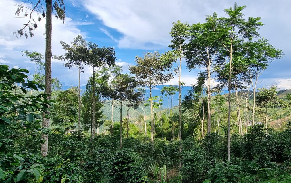 Our Origin Trip to Peru — Opal Coffee