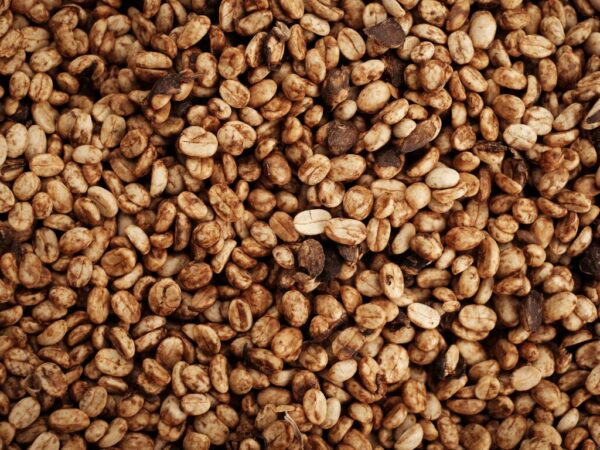 The Basics of Coffee Processing Explained — Opal Coffee